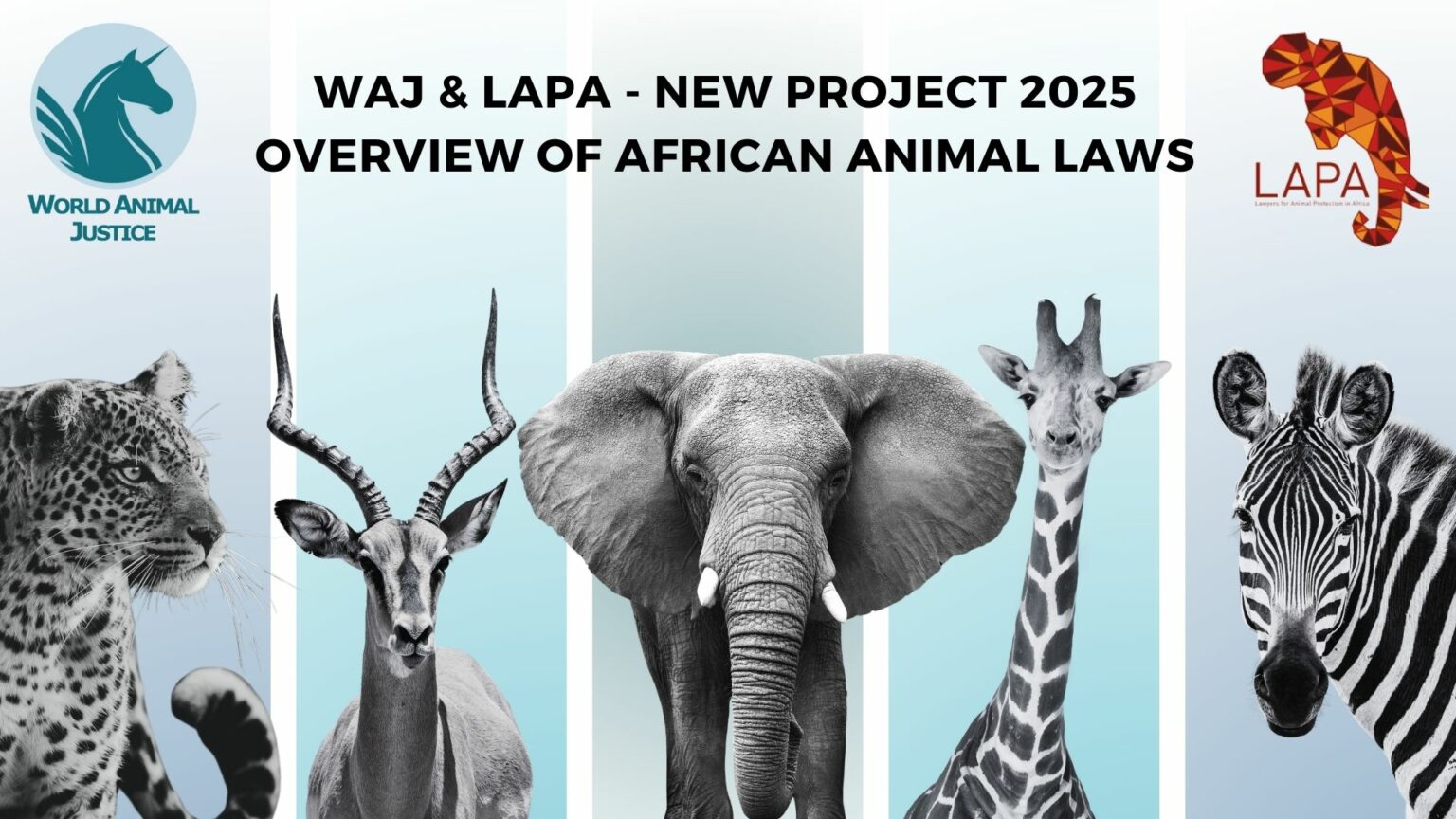 Anti-Cruelty Laws Database in Africa -Project Launch! - World Animal ...